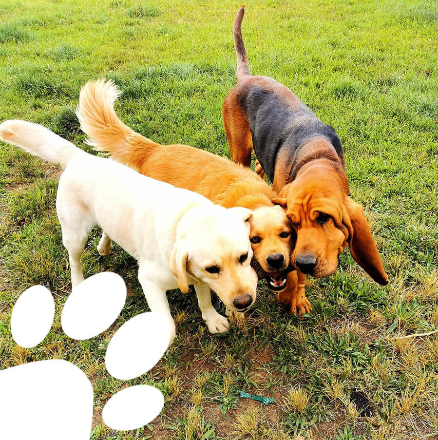 Elo'Dogs Préhy, Educateur Canin, Rééducation Canine, Chablis, Auxerre ...